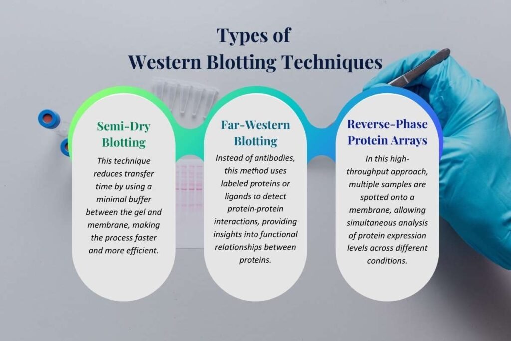 Western Blotting: Hidden Science Behind Cancer Research | Healthcare ...