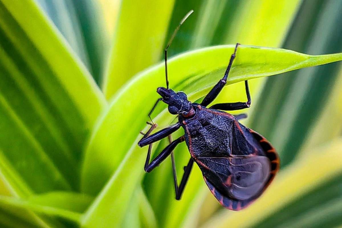 Chagas Disease Spread by ‘Kissing Bug’ Now Detected 32 US States ...