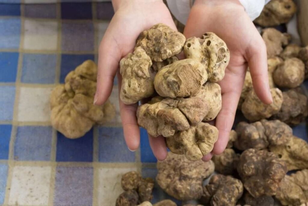 Why do these 11 Most Expensive Vegetables Cost so Much? The Story ...