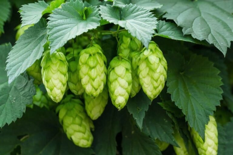 Why do these 11 Most Expensive Vegetables Cost so Much? The Story ...