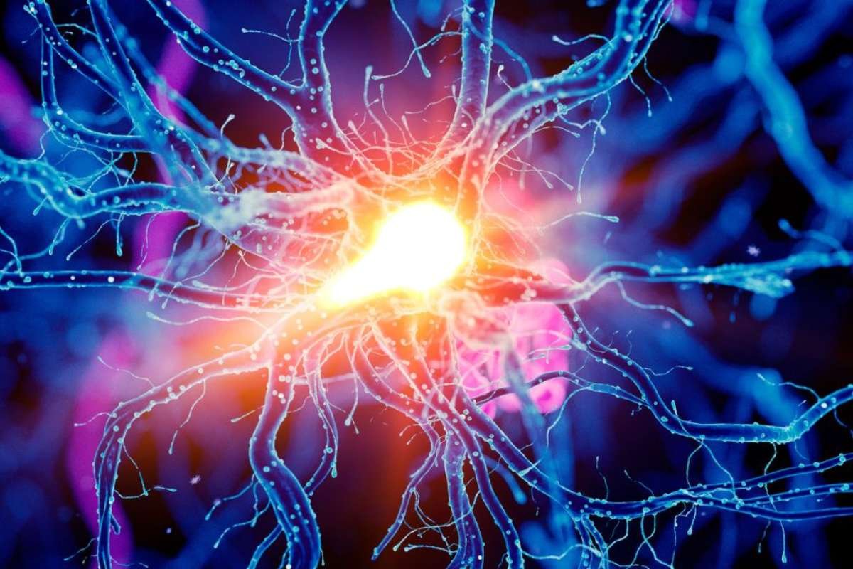 Brain Circuit Endurance Boosts Stamina in Mice | Healthcare 360 Magazine